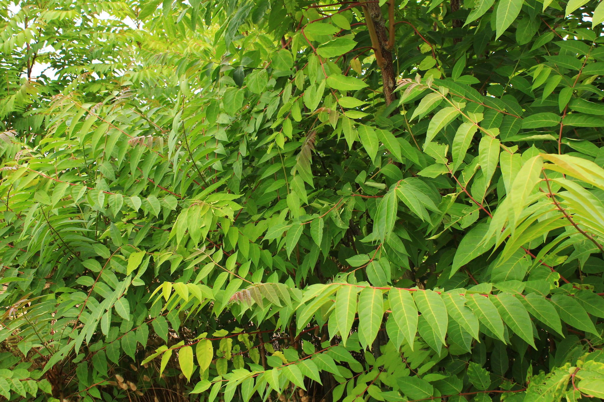 Espèce Exotique Envahissante : l'Ailanthe glanduleux (Ailanthus altissima)